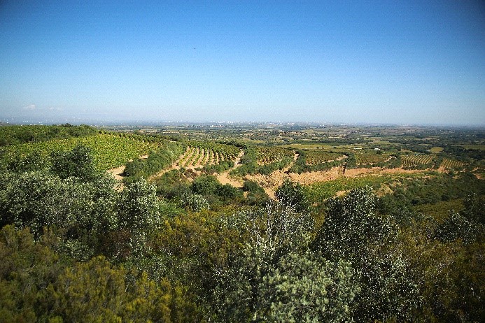 Roussillon: a mosaic of terroirs, vines and people - Roussillon